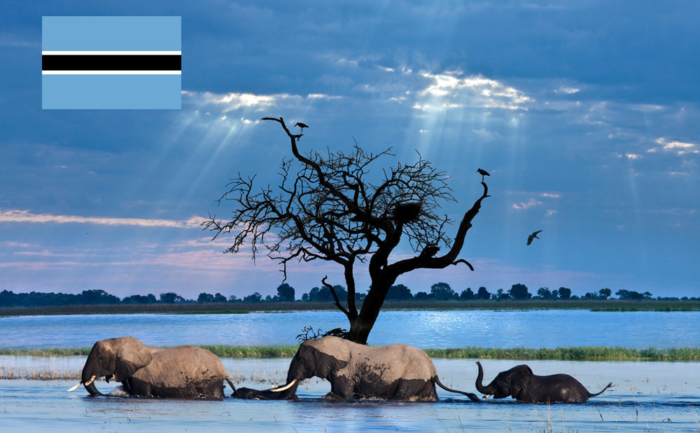 International Driver's License in Botswana